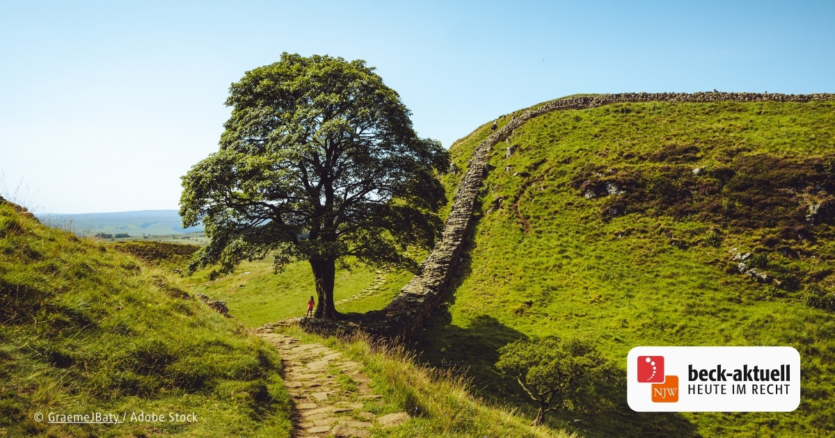 Urteil gegen Vandalen: Sie fällten den "Robin-Hood-Baum" am Hadrianswall