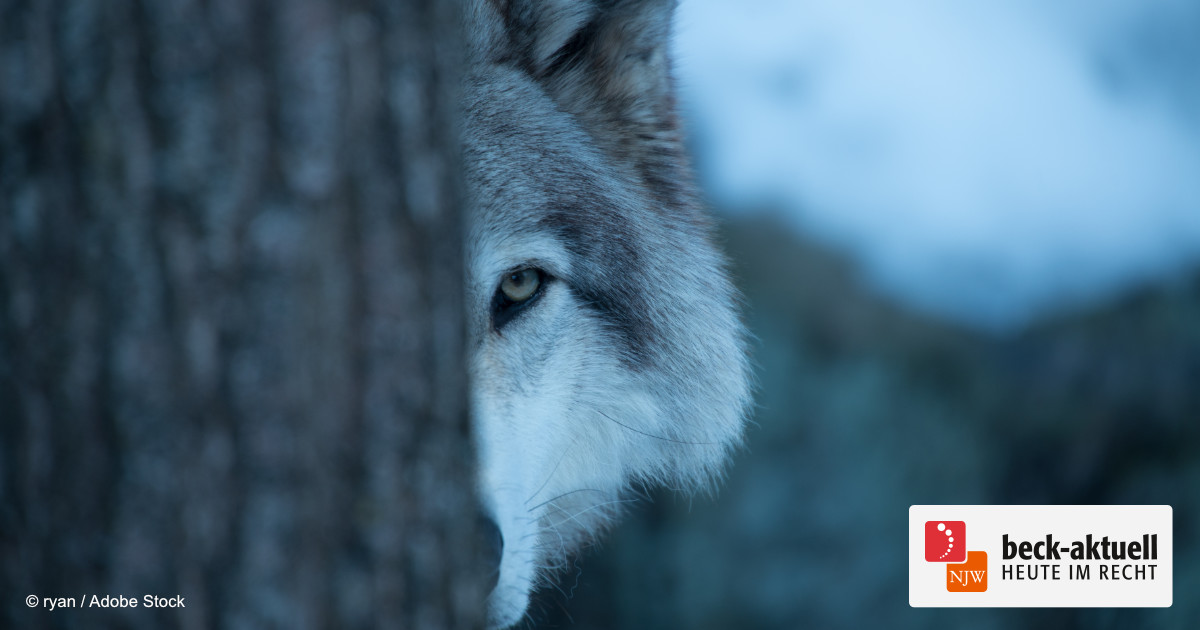 Wolfsjagd in Österreich bleibt verboten